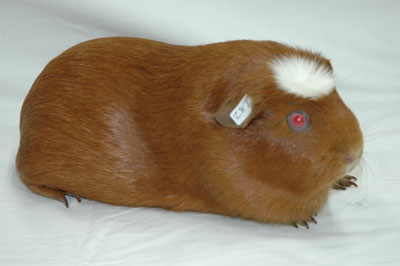 British Cavy Council - Crested Cavy Club