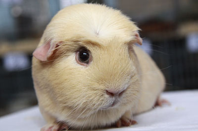 British Cavy Council - Crested Cavy Club