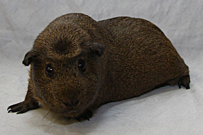 British Cavy Council - Crested Cavy Club