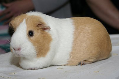British Cavy Council - Dutch Cavy Club