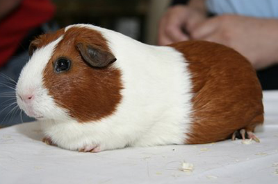 British Cavy Council - Dutch Cavy Club
