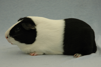 British Cavy Council - Dutch Cavy Club