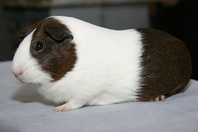 British Cavy Council - Dutch Cavy Club