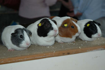 British Cavy Council - Dutch Cavy Club