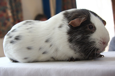 British Cavy Council - Dalmation and Roan Cavy Club