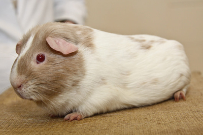 British Cavy Council - Dalmation and Roan Cavy Club