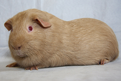 British Cavy Council - English Self Cavy Club