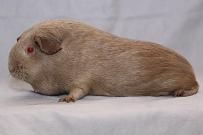 British Cavy Council - English Self Cavy Club