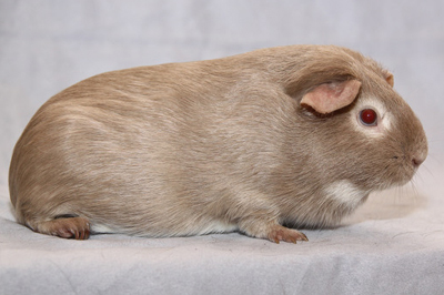 British Cavy Council - National Fox and Tan Cavy Club