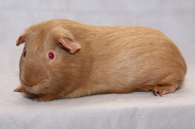 British Cavy Council - National Fox and Tan Cavy Club