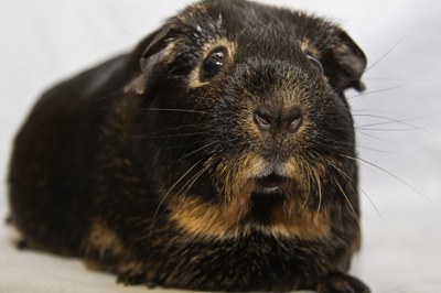 British Cavy Council - National Fox and Tan Cavy Club