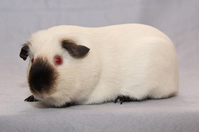 British Cavy Council - National Himalayan & Californian Cavy Club