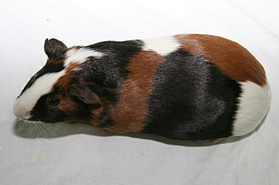 British Cavy Council - National Tortoise and White Cavy Club