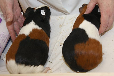 British Cavy Council - National Tortoise and White Cavy Club