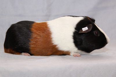 British Cavy Council - National Tortoise and White Cavy Club