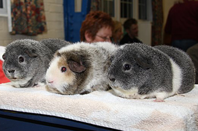 British Cavy Council - Rex Cavy Club