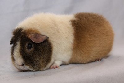 British Cavy Council - Rex Cavy Club