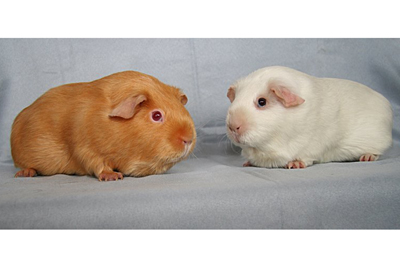 British Cavy Council - Rare Varieties Cavy Club