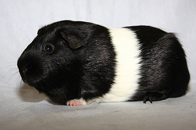 British Cavy Council - Rare Varieties Cavy Club