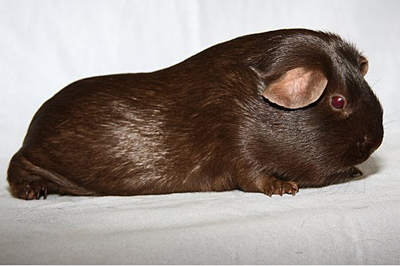 British Cavy Council - Rare Varieties Cavy Club