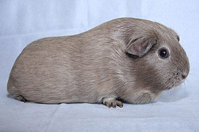 British Cavy Council - Rare Varieties Cavy Club