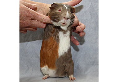 British Cavy Council - Rare Varieties Cavy Club