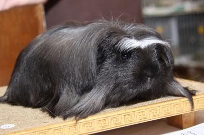 British Cavy Council - Sheltie Varieties Cavy Club
