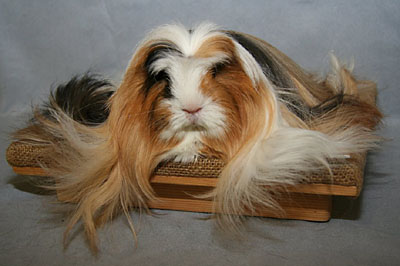 British Cavy Council - Sheltie Varieties Cavy Club