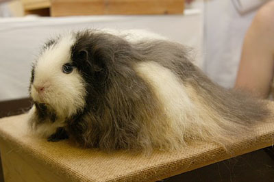 British Cavy Council - Sheltie Varieties Cavy Club