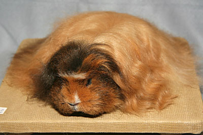 British Cavy Council - Sheltie Varieties Cavy Club