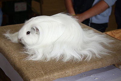 British Cavy Council - Sheltie Varieties Cavy Club