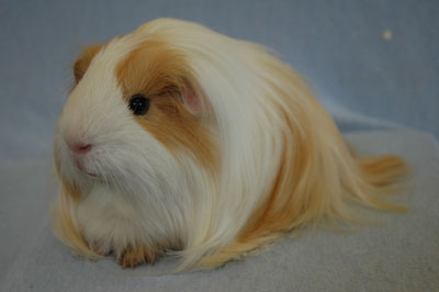 British Cavy Council - Sheltie Varieties Cavy Club